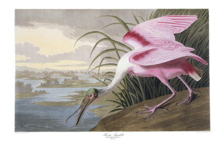 Roseate Spoonbill - Essex Edition, Audubon Print