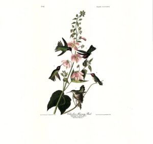 Columbian Hummingbird Print - Princeton Audubon Limited Edition