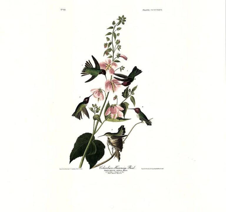 Columbian Hummingbird Print - Princeton Audubon Limited Edition