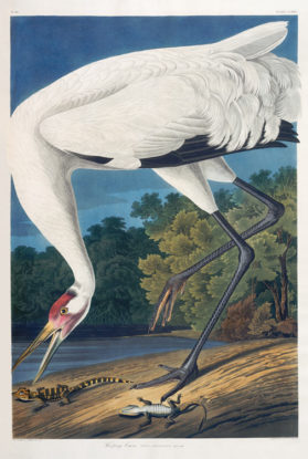 Whooping Crane - Essex Edition, Audubon Print