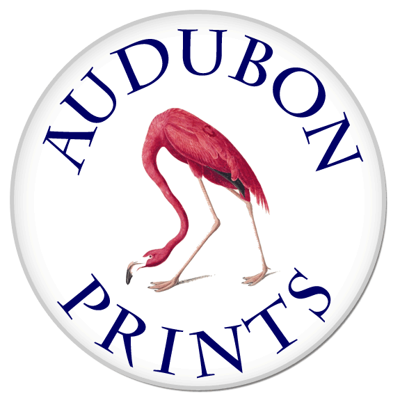 Audubon - Rare Prints Edition (measures 26" x 40") Archives - Audubon ...