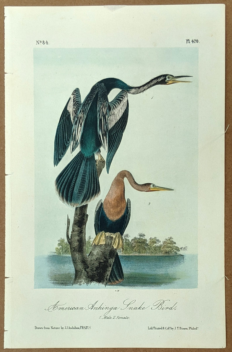 Audubon Octavo Print – American Anhinga Snake Bird - Plate 420, 2nd Edition