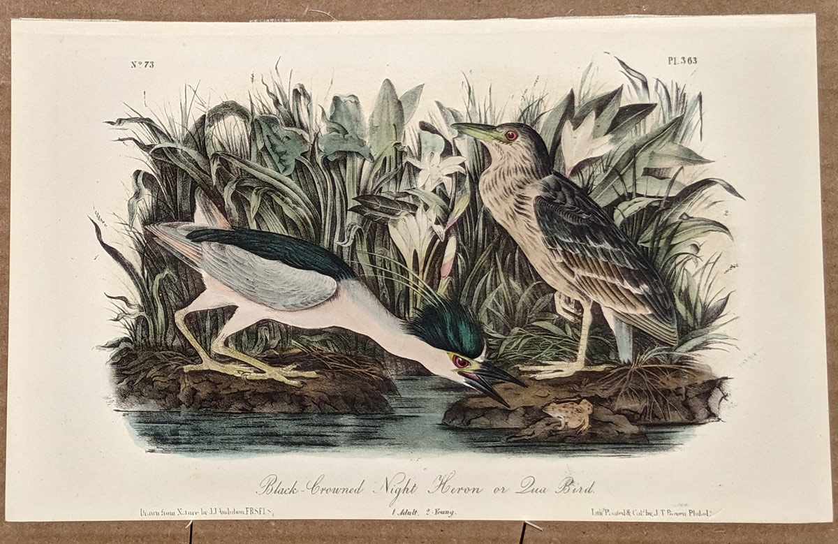Audubon Octavo Print – Black-Crowned Night Heron, or Qua Bird - Plate ...