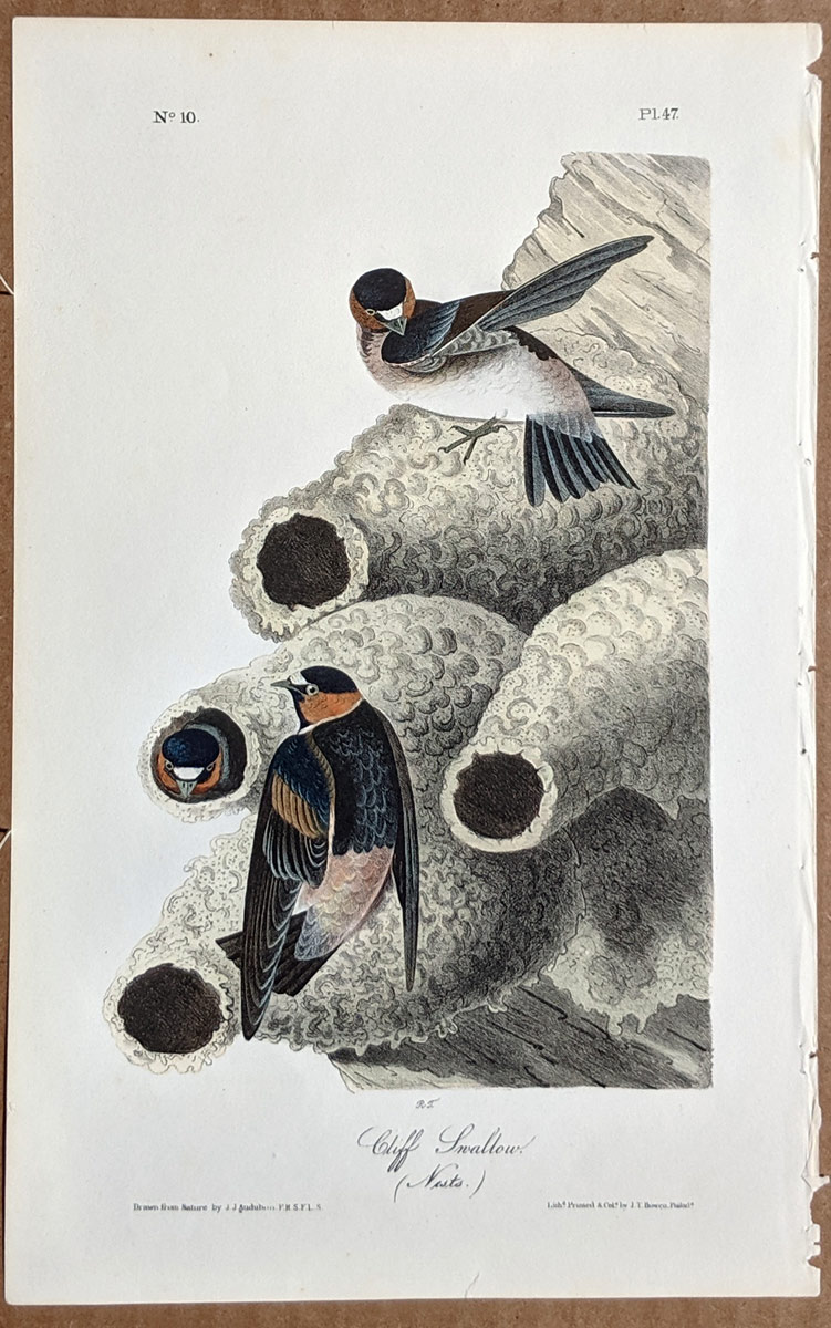 Audubon Octavo Print - Cliff Swallow - Plate 47, 2nd Edition