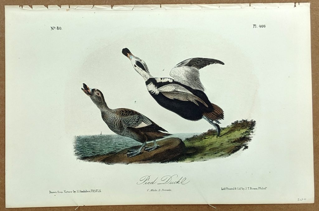Audubon Octavo Print – Pied Duck - Plate 400, 2nd Edition