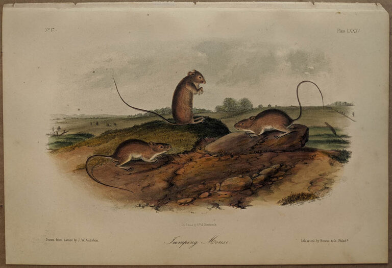 Audubon Octavo Print – Jumping Mouse - Plate LXXXV, 1856