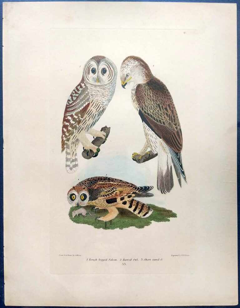 Alexander Wilson American Ornithology, Plate 33, 1876 - Rough-legged ...