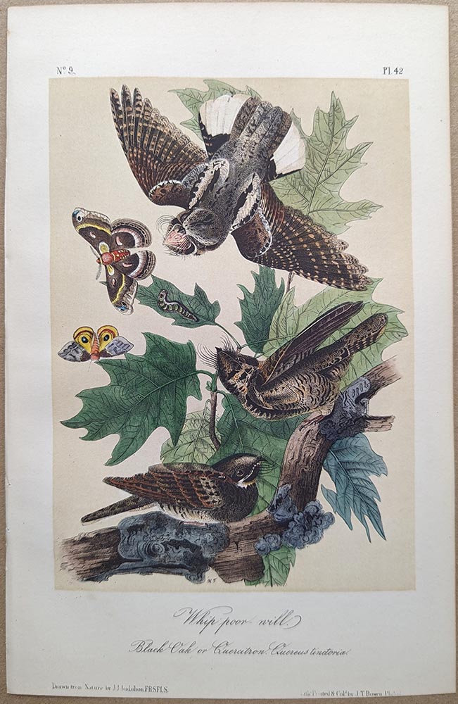 Audubon Octavo Print – Whip-poor-will / Whippoorwill - Plate 42 - 3rd ...