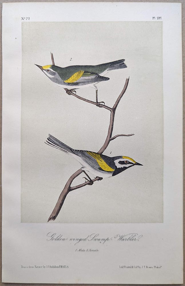 Audubon Octavo Print – Golden-winged Swamp-Warbler / Golden-winged ...