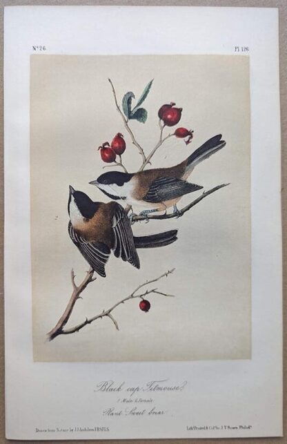 Audubon Octavo Print – Black cap Titmouse / Black-capped Chickadee ...