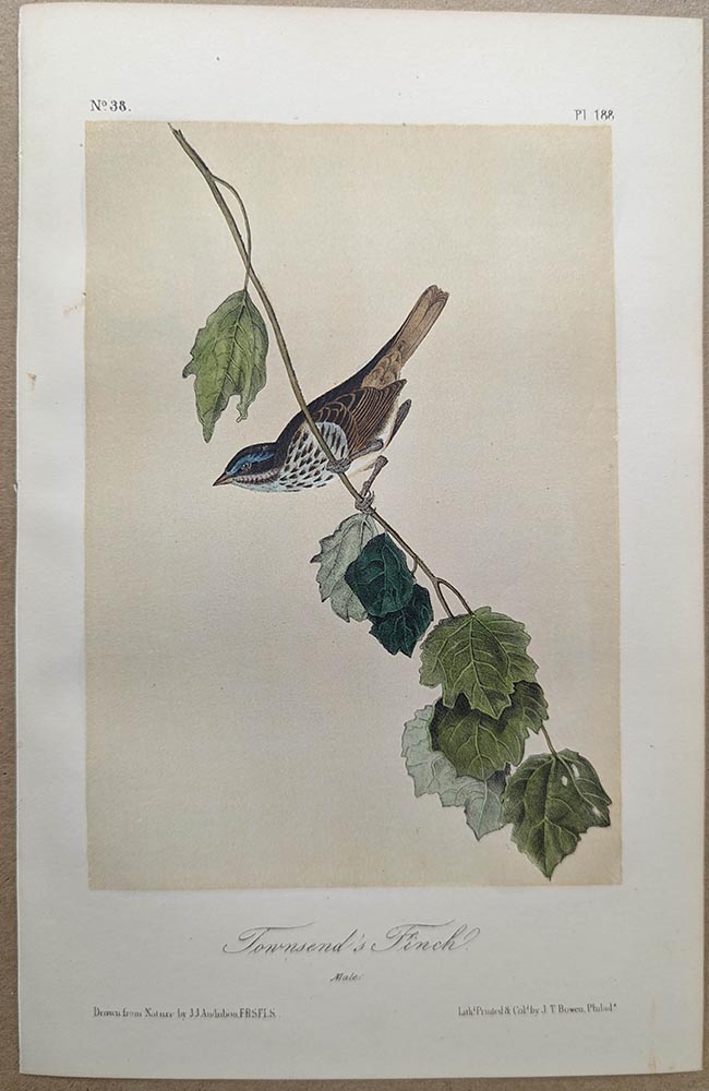 Audubon Octavo Print – Townsend's Finch / Song Sparrow - Plate 188 ...