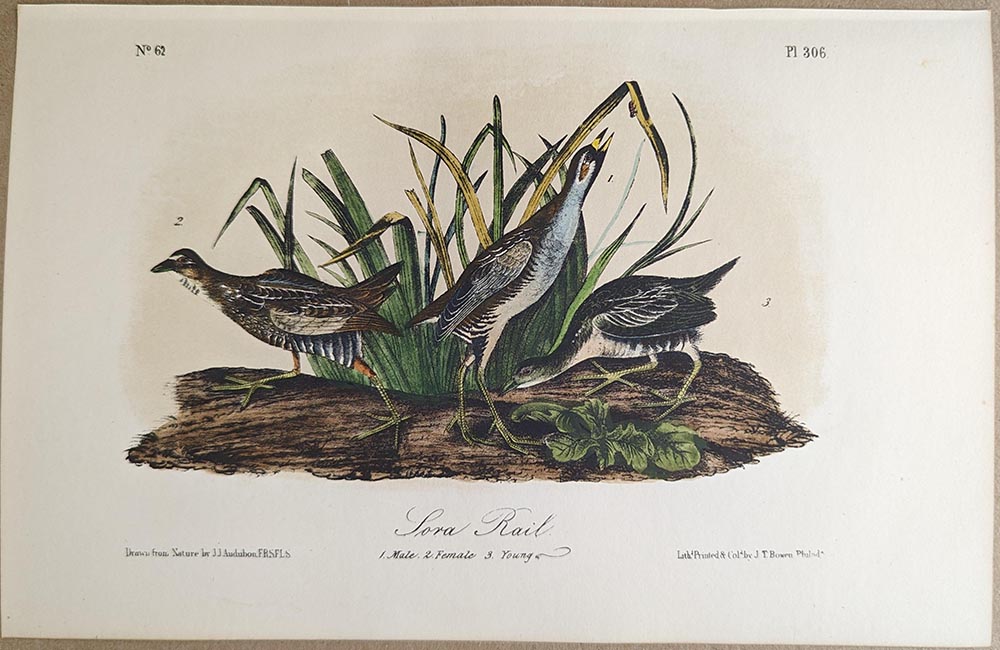 Audubon Octavo Print – Sora Rail / Sora - Plate 306 - 3rd Edition