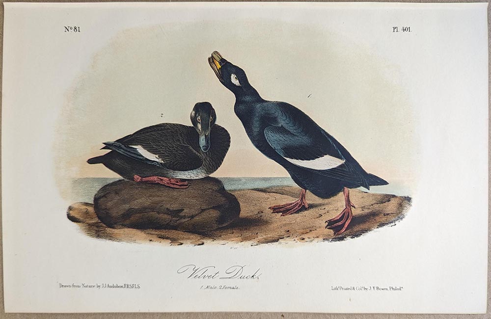 Audubon Octavo Print – Velvet Duck / White-winged Scoter - Plate 401 ...